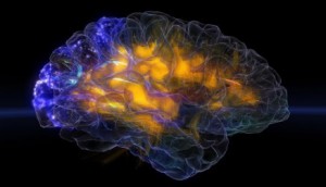 glass-brain - SharpBrains
